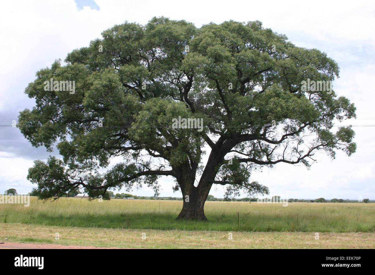 Marula (Sclerocarya birrea) is a tree native to Southern Africa, known ...