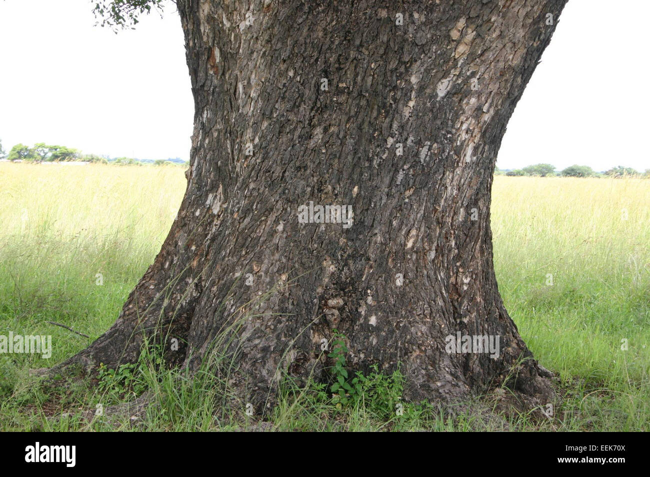 Marula is a small tree native to Southern Africa, known for its edible ...