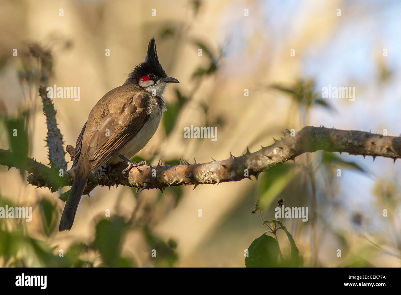 red-whiskered bulbul (Pycnonotus jocosus Stock Photo - Alamy