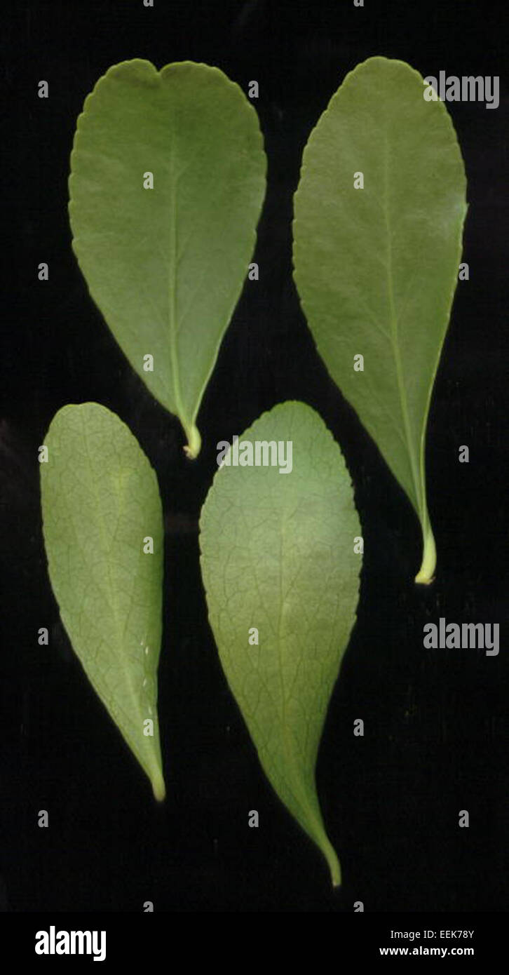 Maytenus heterophylla is a species of tree native to tropical regions ...
