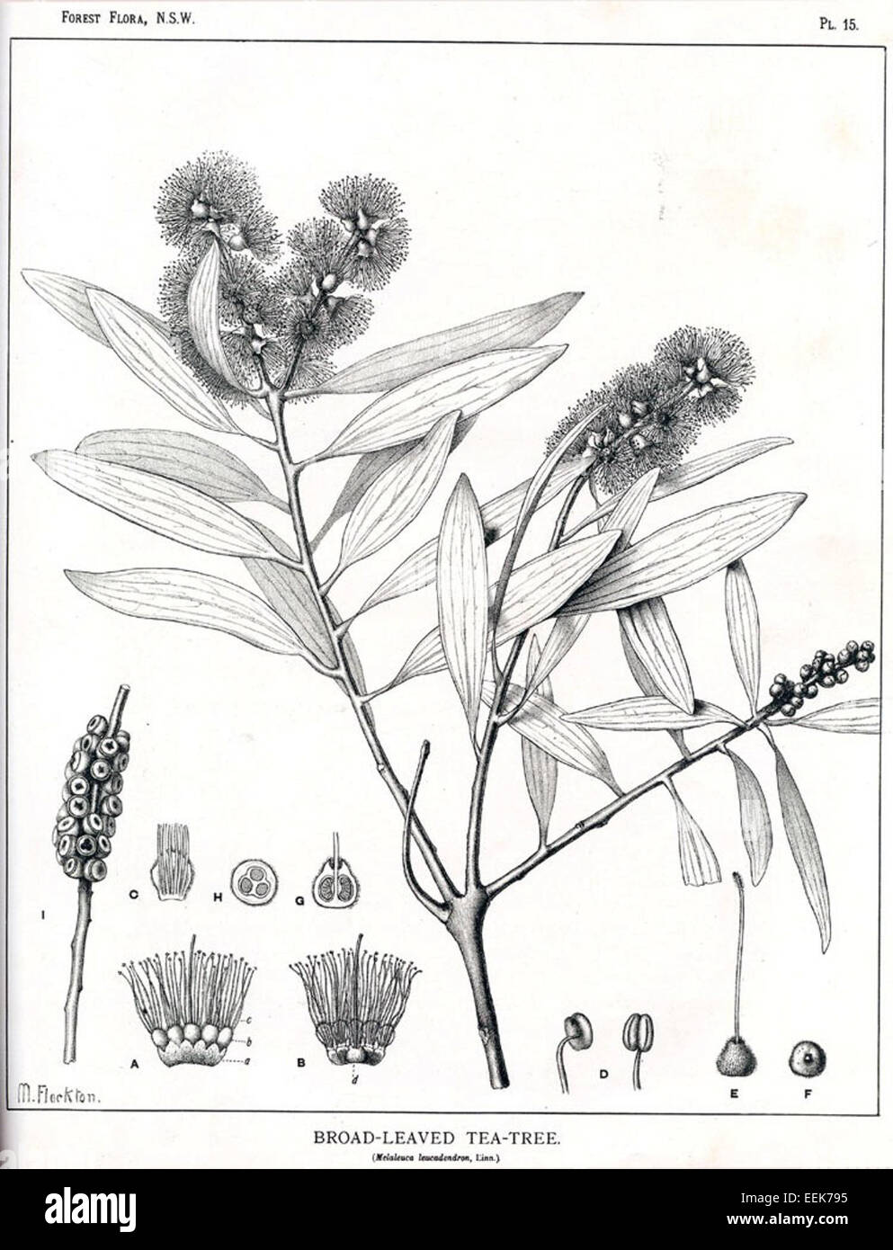 Melaleuca leucadendra, commonly known as the paperbark tree, is native ...