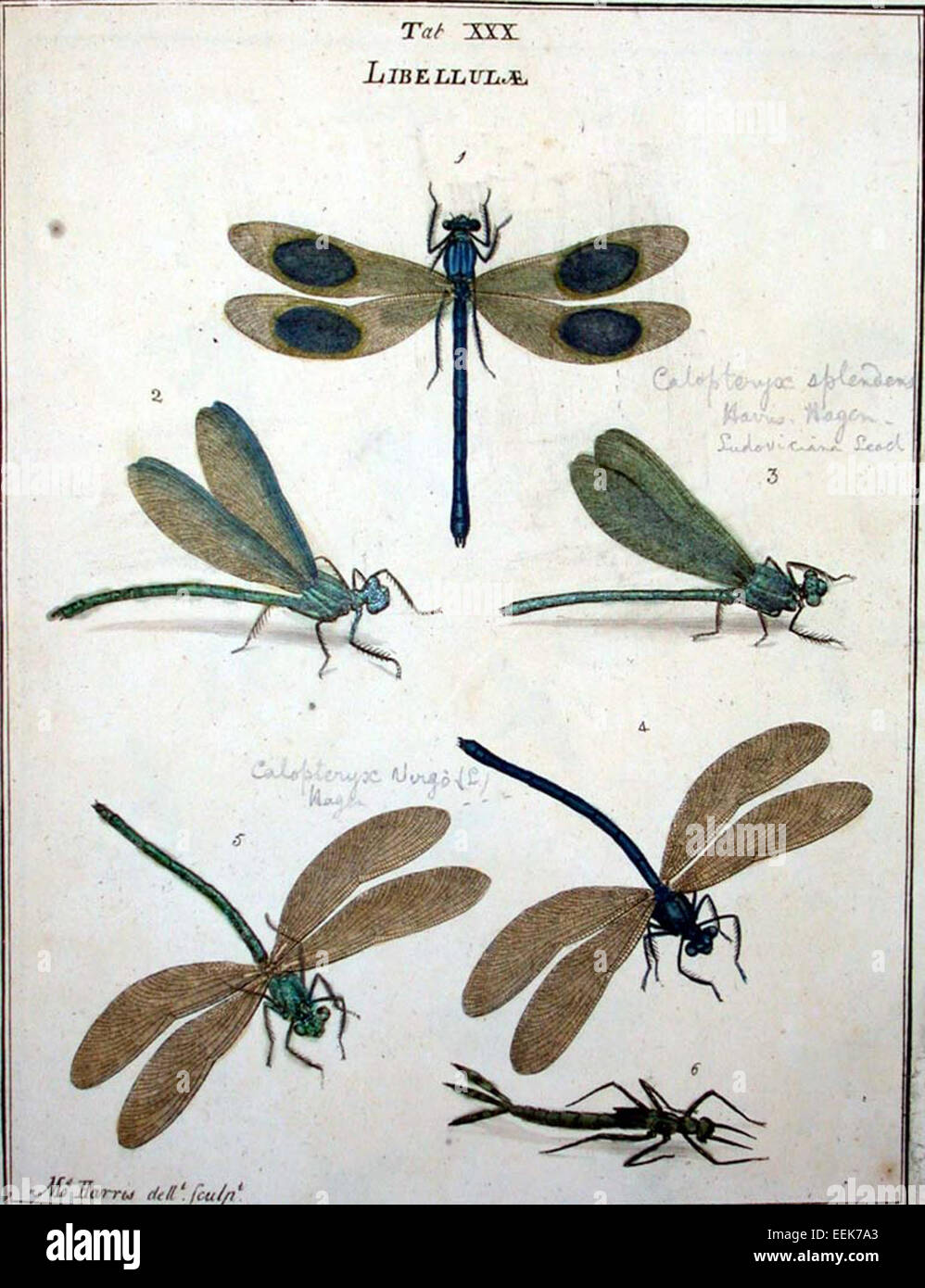 Moses Harris (1730–1788) was an English entomologist and artist ...