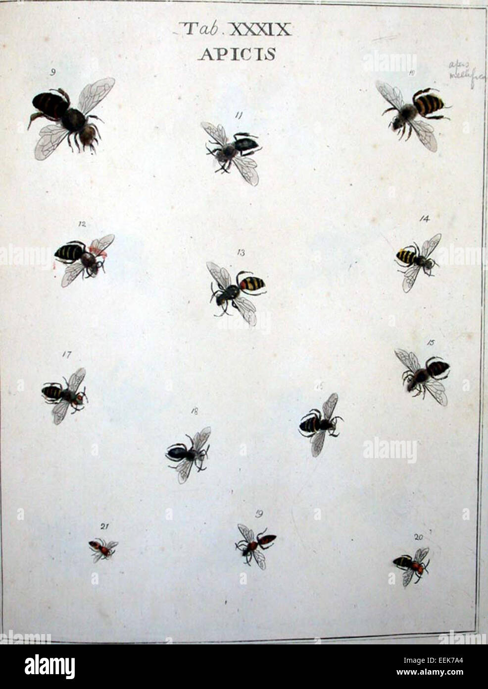 Moses Harris was an English entomologist and illustrator known for his ...