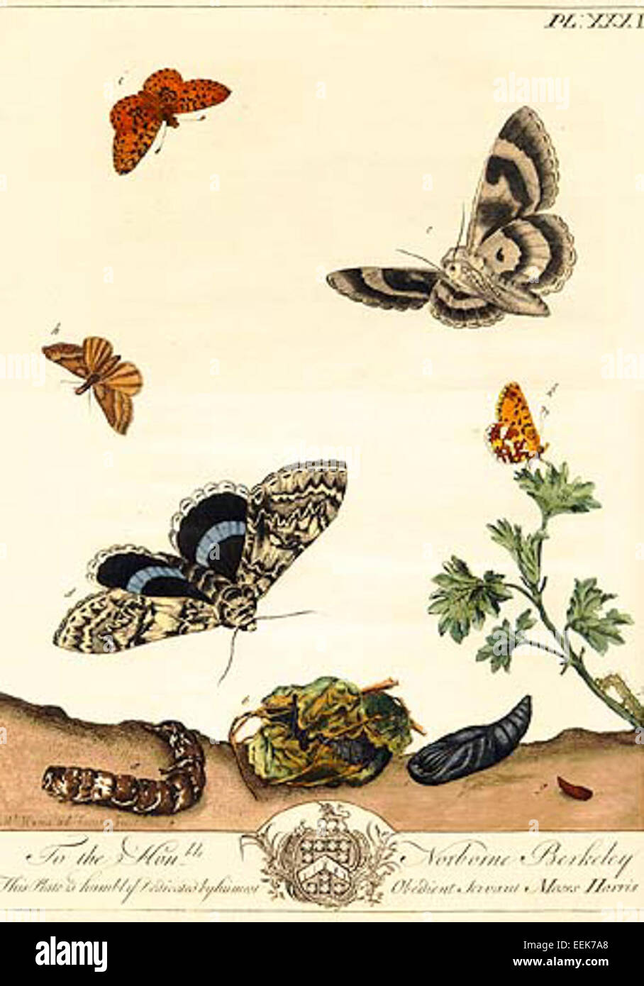 Moses Harris was an English entomologist and artist, known for his ...