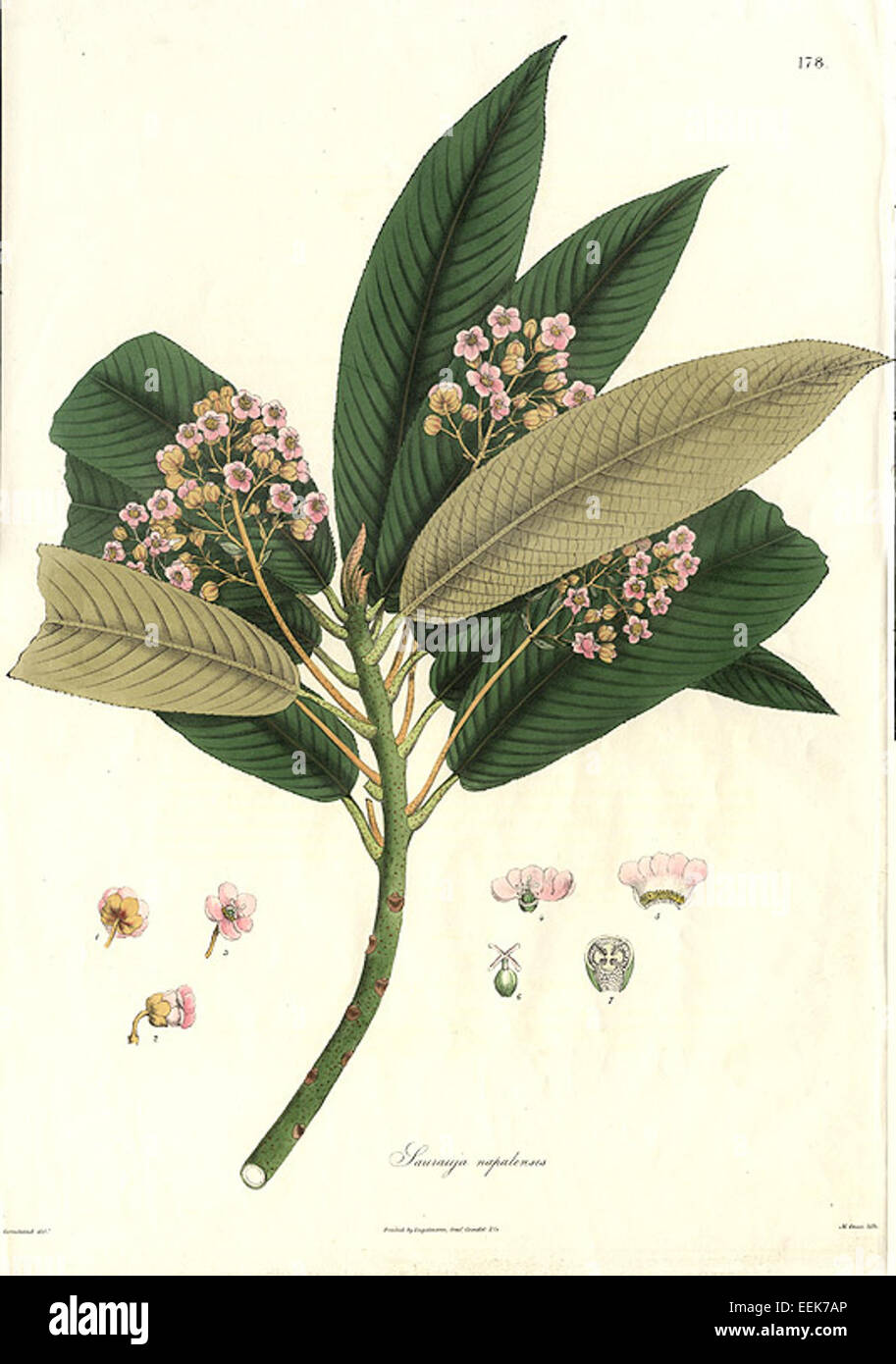 Nathaniel Wallich (1786–1854) was a Danish botanist and surgeon ...