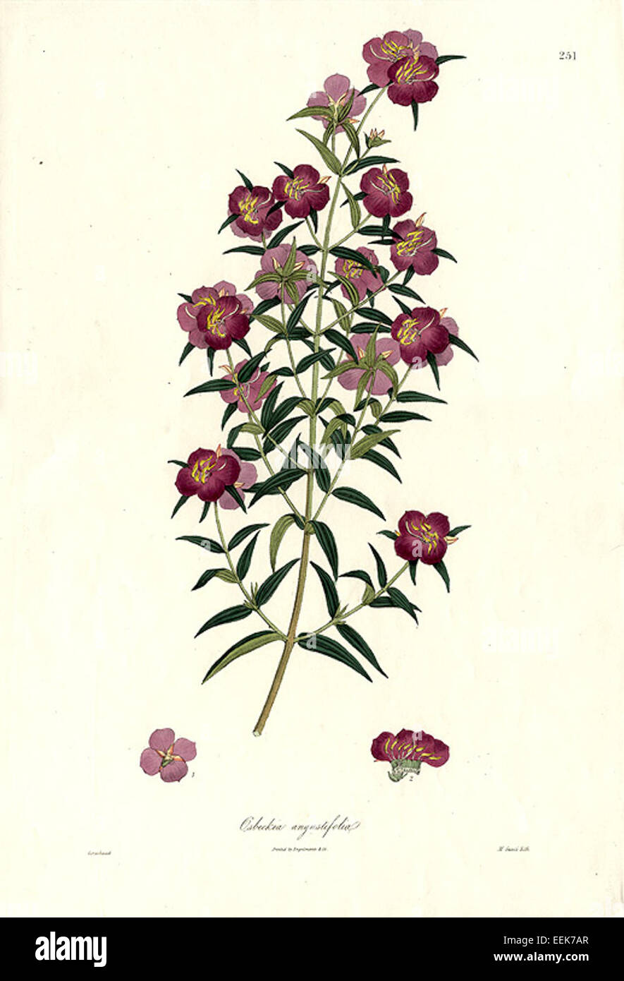 Nathaniel Wallich (1786–1854) was a Danish-born botanist who ...