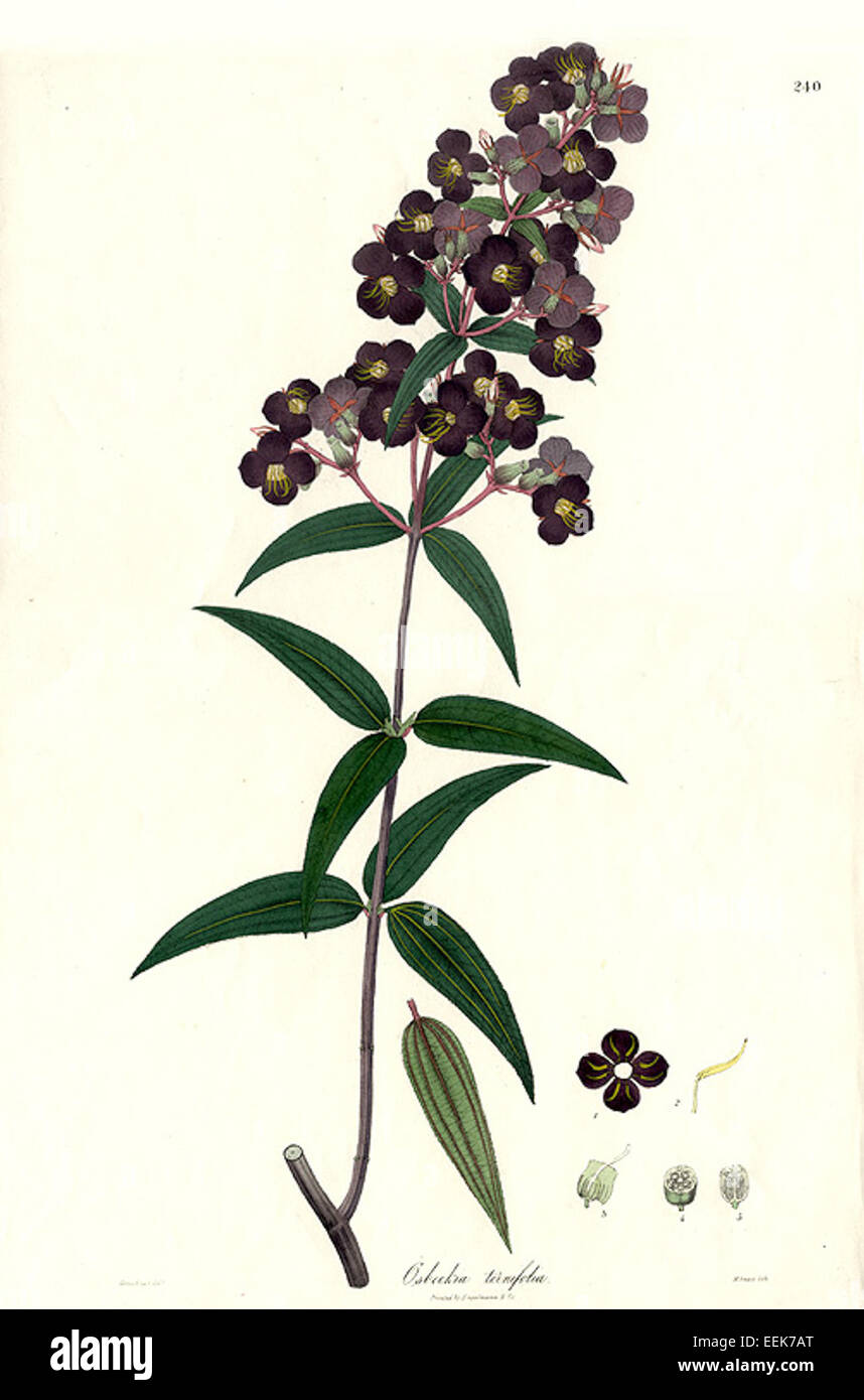 Nathaniel Wallich was a Danish-born physician and botanist, known for ...