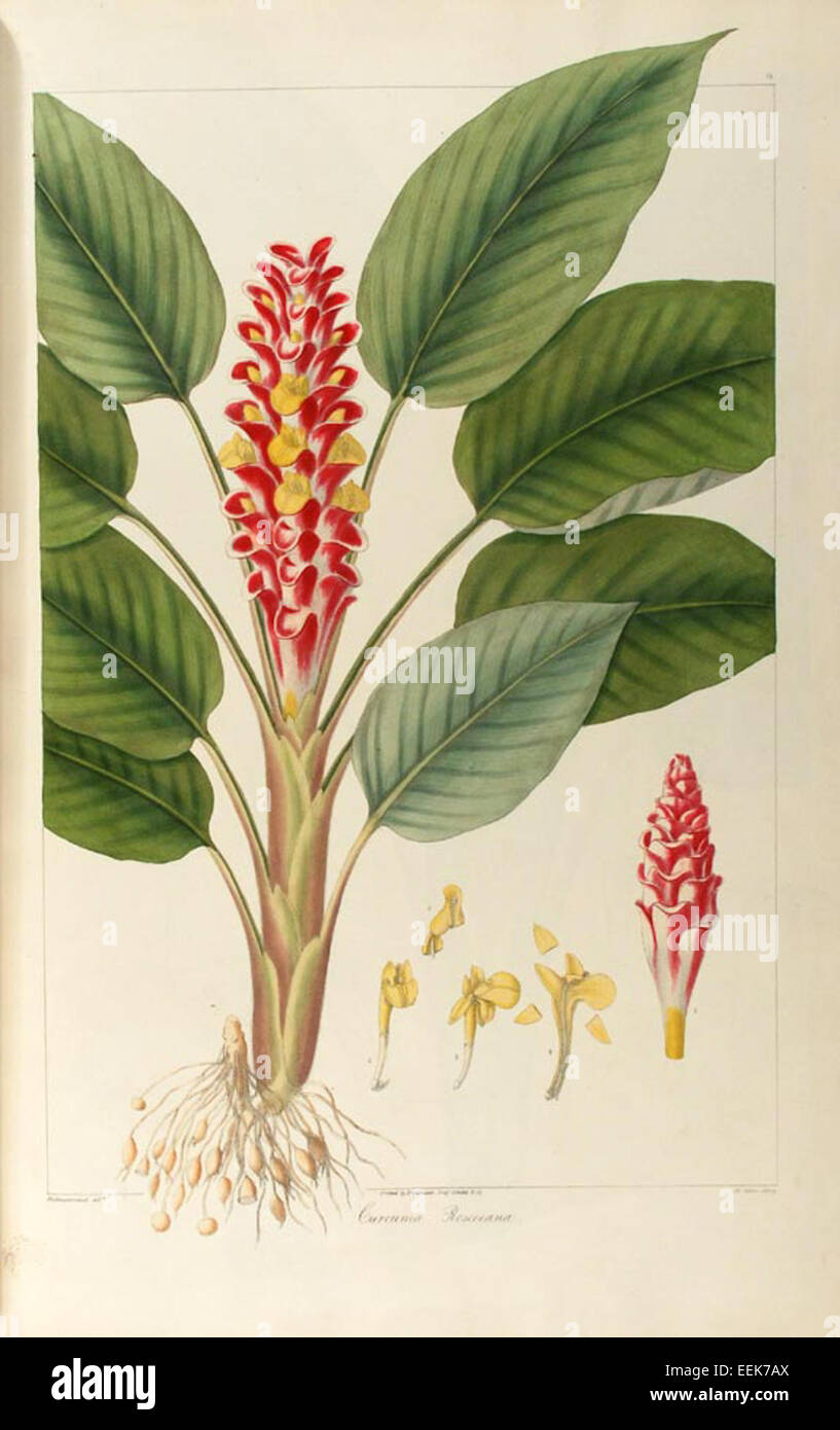 Nathaniel Wallich was a Danish-born botanist and surgeon in the British ...