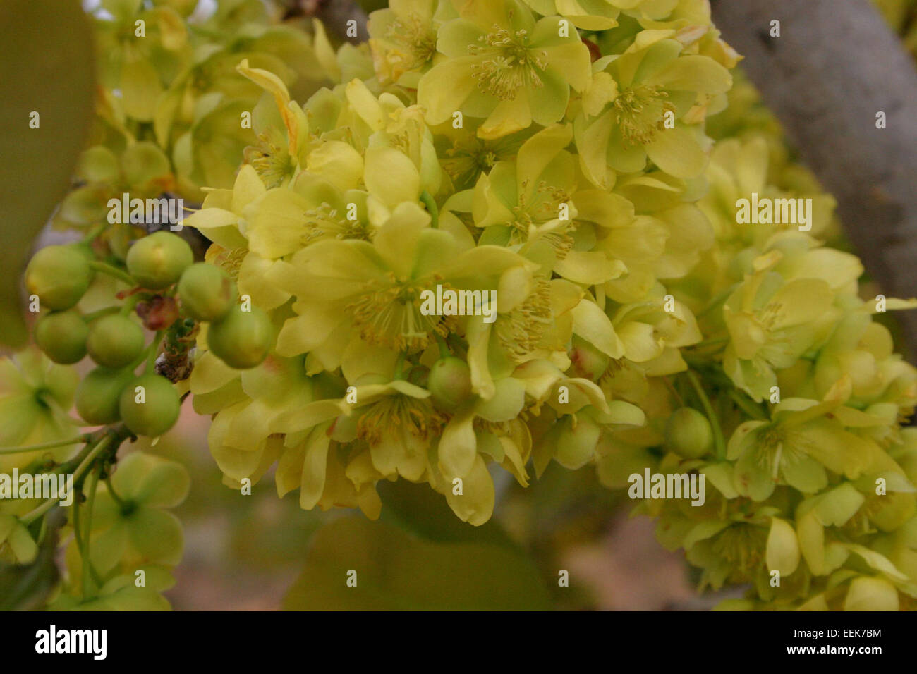 Ochna pulchra is a shrub species native to tropical Africa. It is known ...