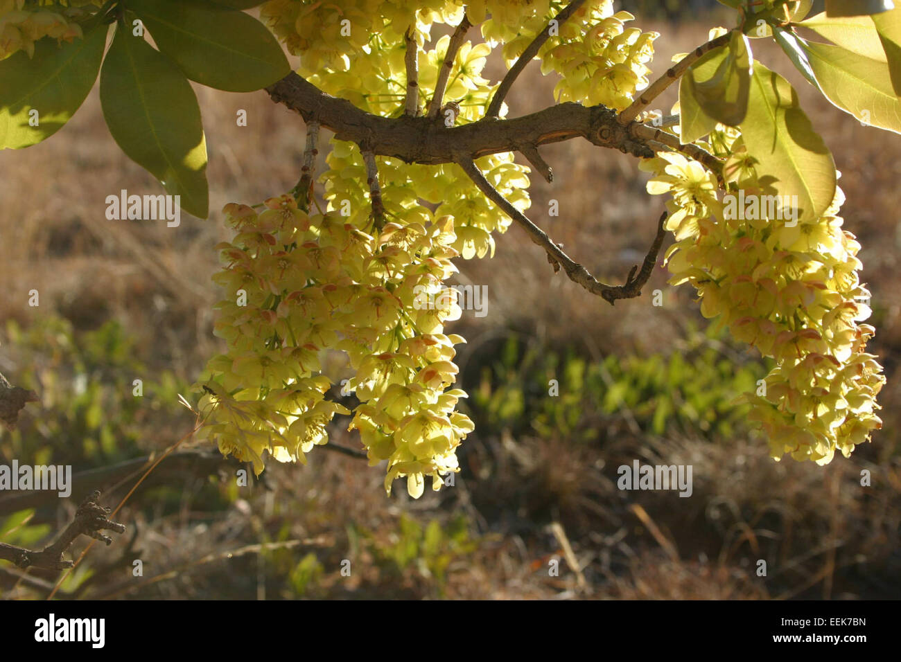 Ochna pulchra is a flowering shrub species native to Africa, known for ...