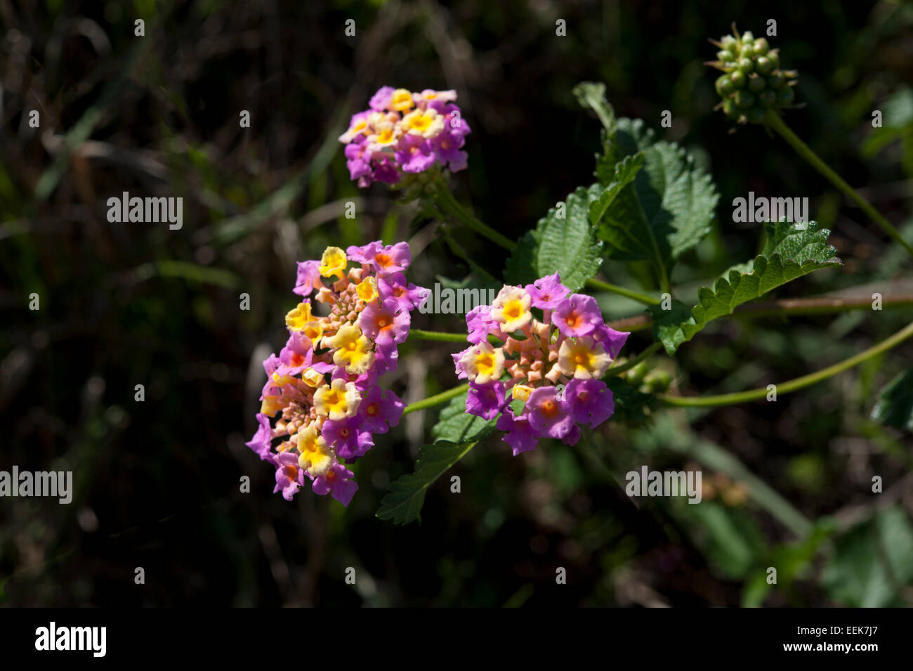 Lantana, Lantana camera, growing in garigue, Cabo Roche, Cadiz Province ...