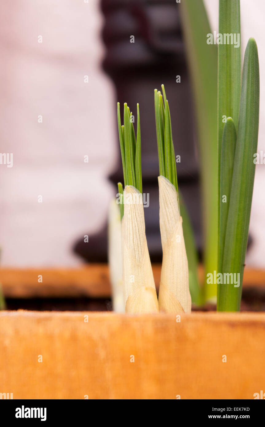Shoots Of Crocus Bulbs Stock Photo - Alamy