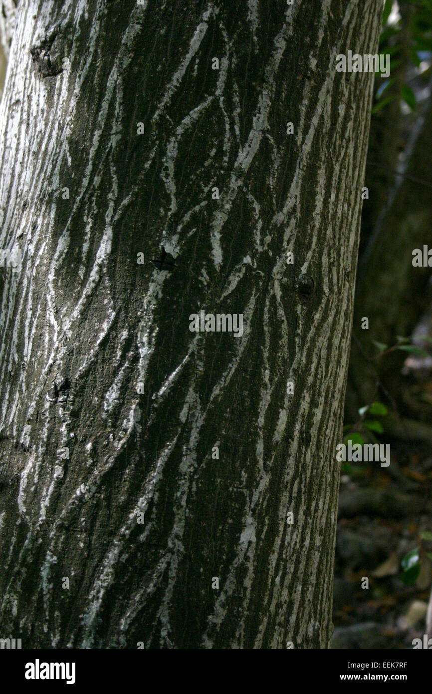 Olea capensis, commonly known as the Cape Olive, is a species of ...