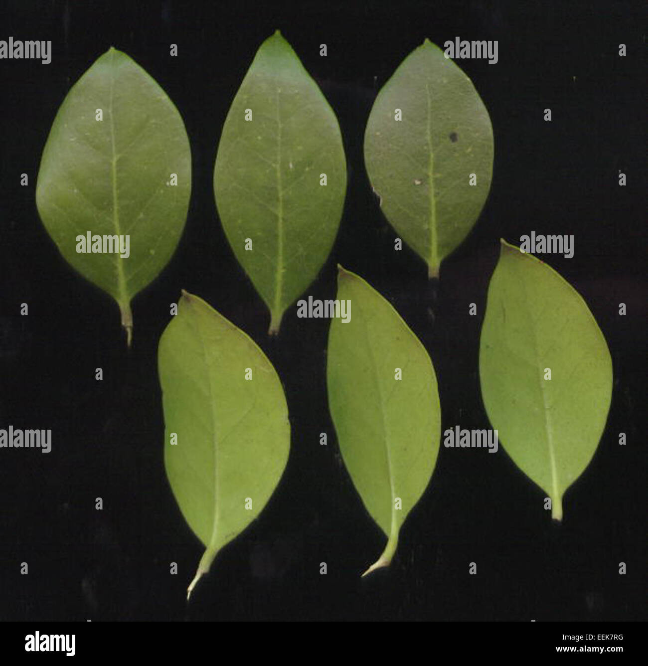 Oleaceae family hi-res stock photography and images - Alamy