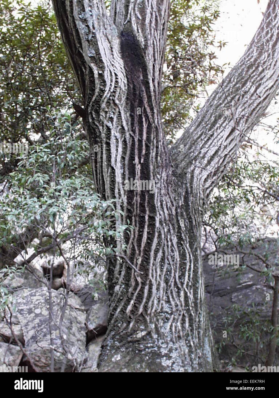 Olea capensis, commonly known as the Cape olive, is a tree species ...