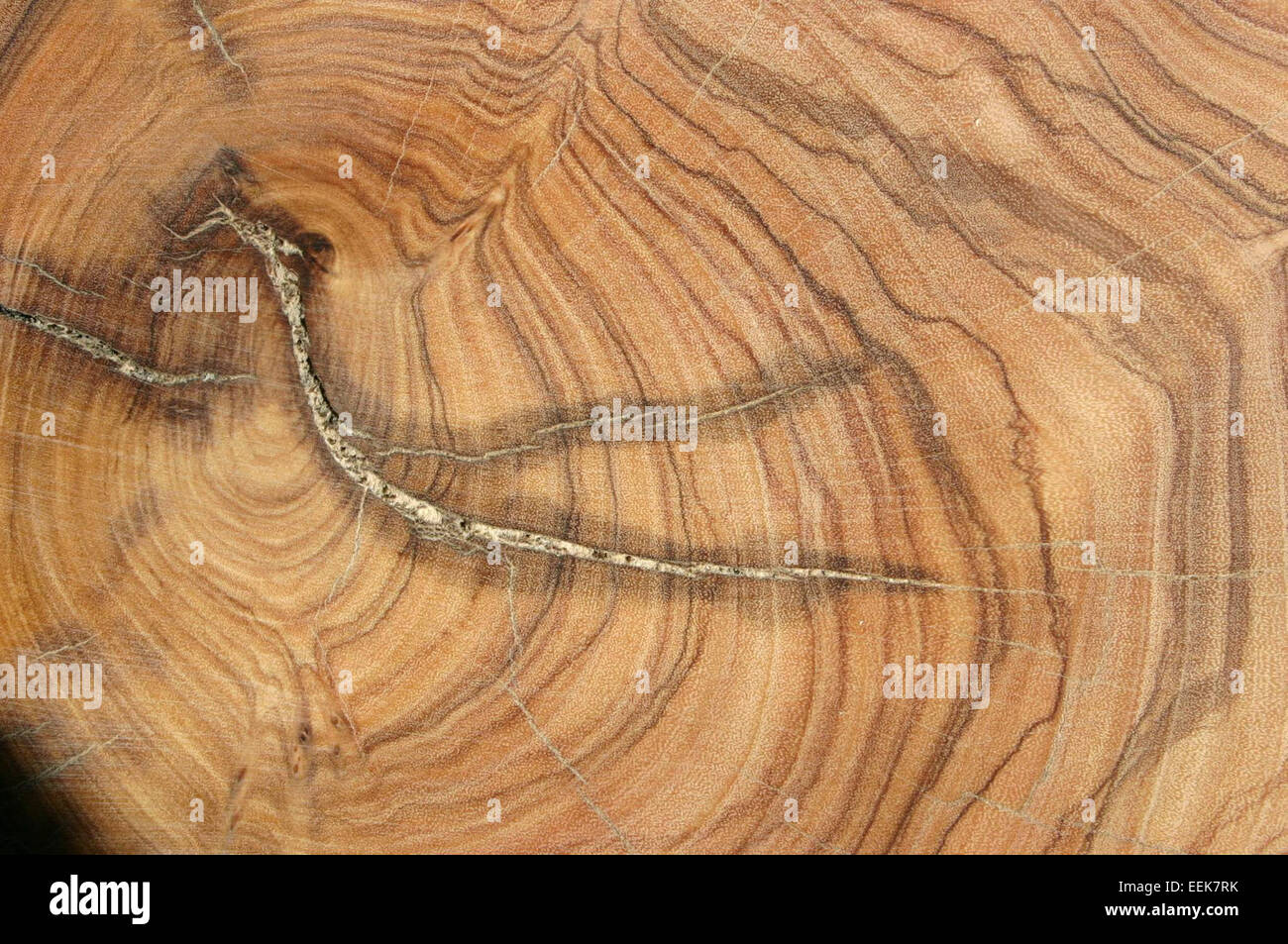 Olea europaea subsp cuspidata hi-res stock photography and images - Alamy