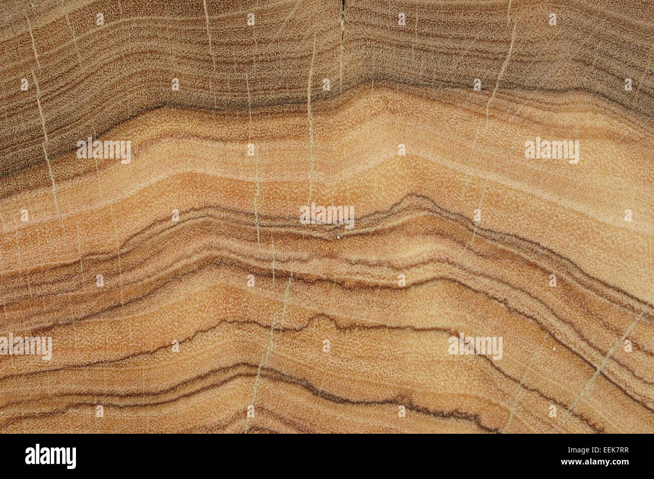 Olea europaea subsp cuspidata hi-res stock photography and images - Alamy