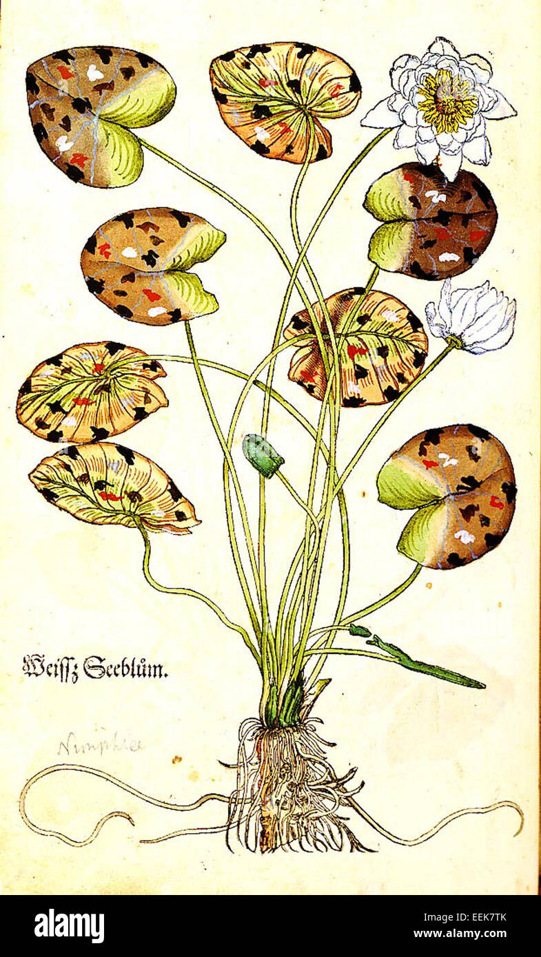 Brunfels hi-res stock photography and images - Alamy