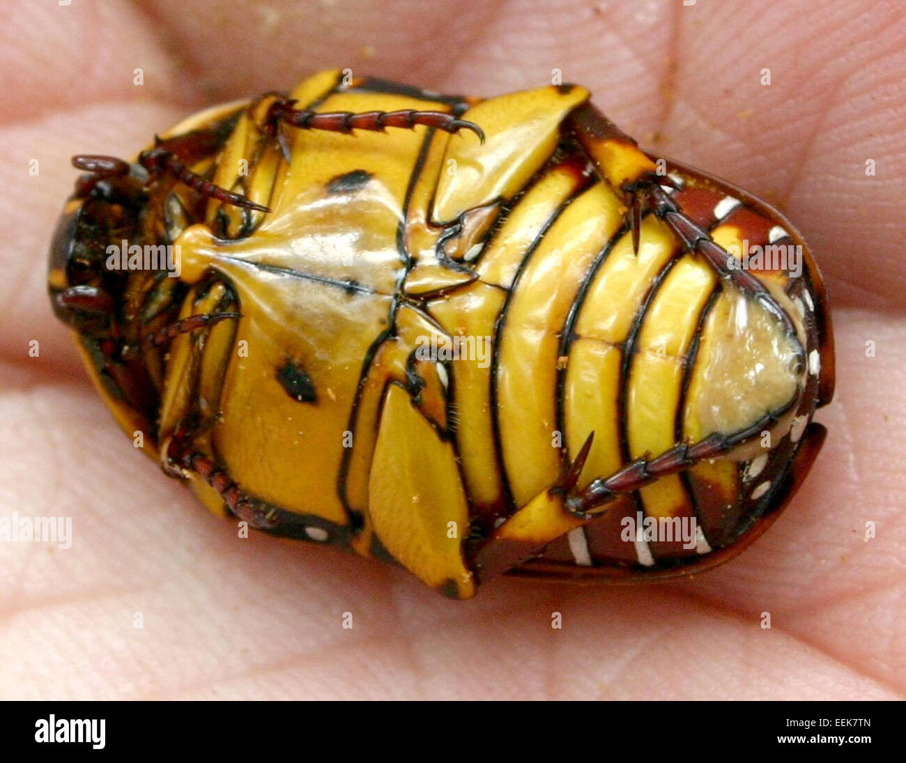 Pachnoda hi-res stock photography and images - Alamy