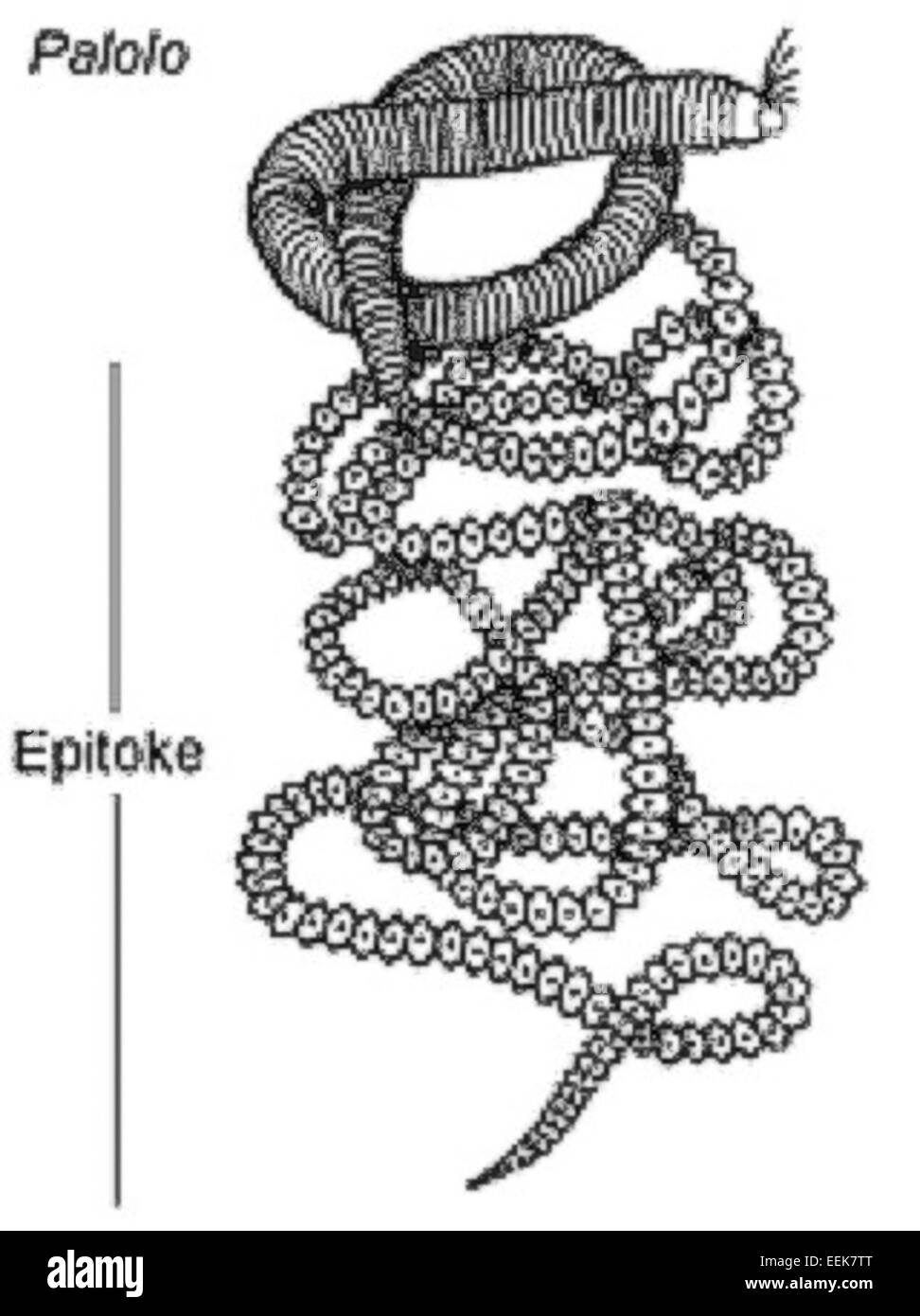 Palolo 蠕虫 高 hi-res stock photography and images - Alamy
