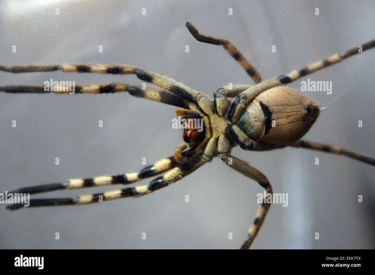 Palystes High Resolution Stock Photography and Images - Alamy