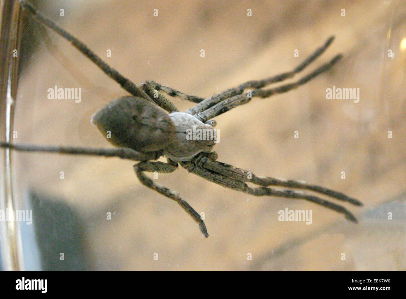 Exotic spider species hi-res stock photography and images - Alamy