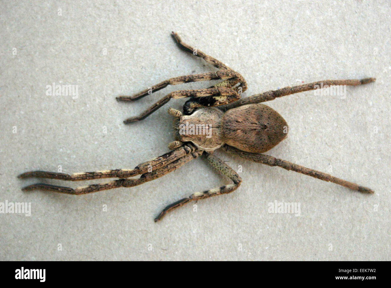 Palystes High Resolution Stock Photography and Images - Alamy