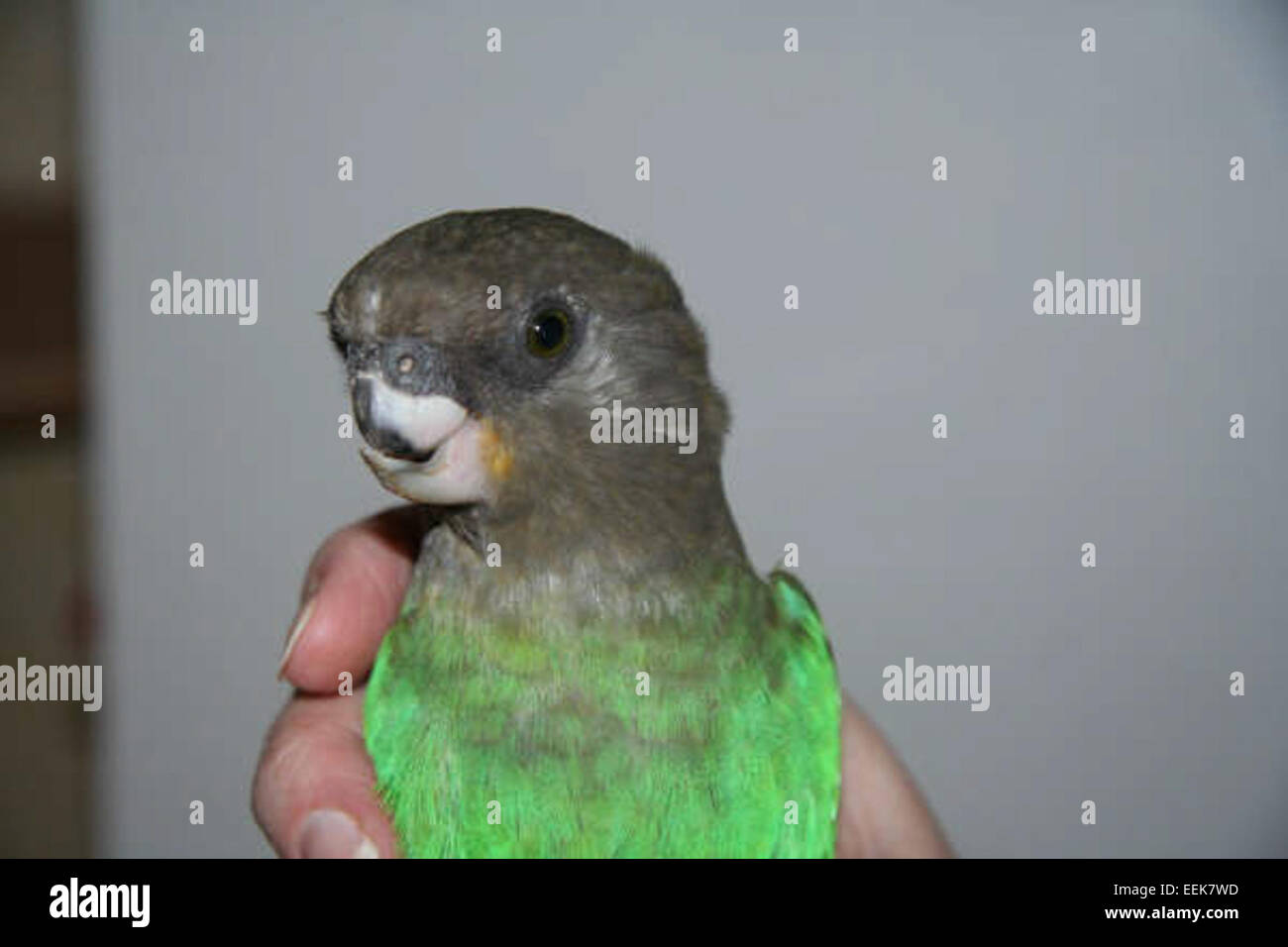 Parrots are colorful, intelligent birds belonging to the order ...