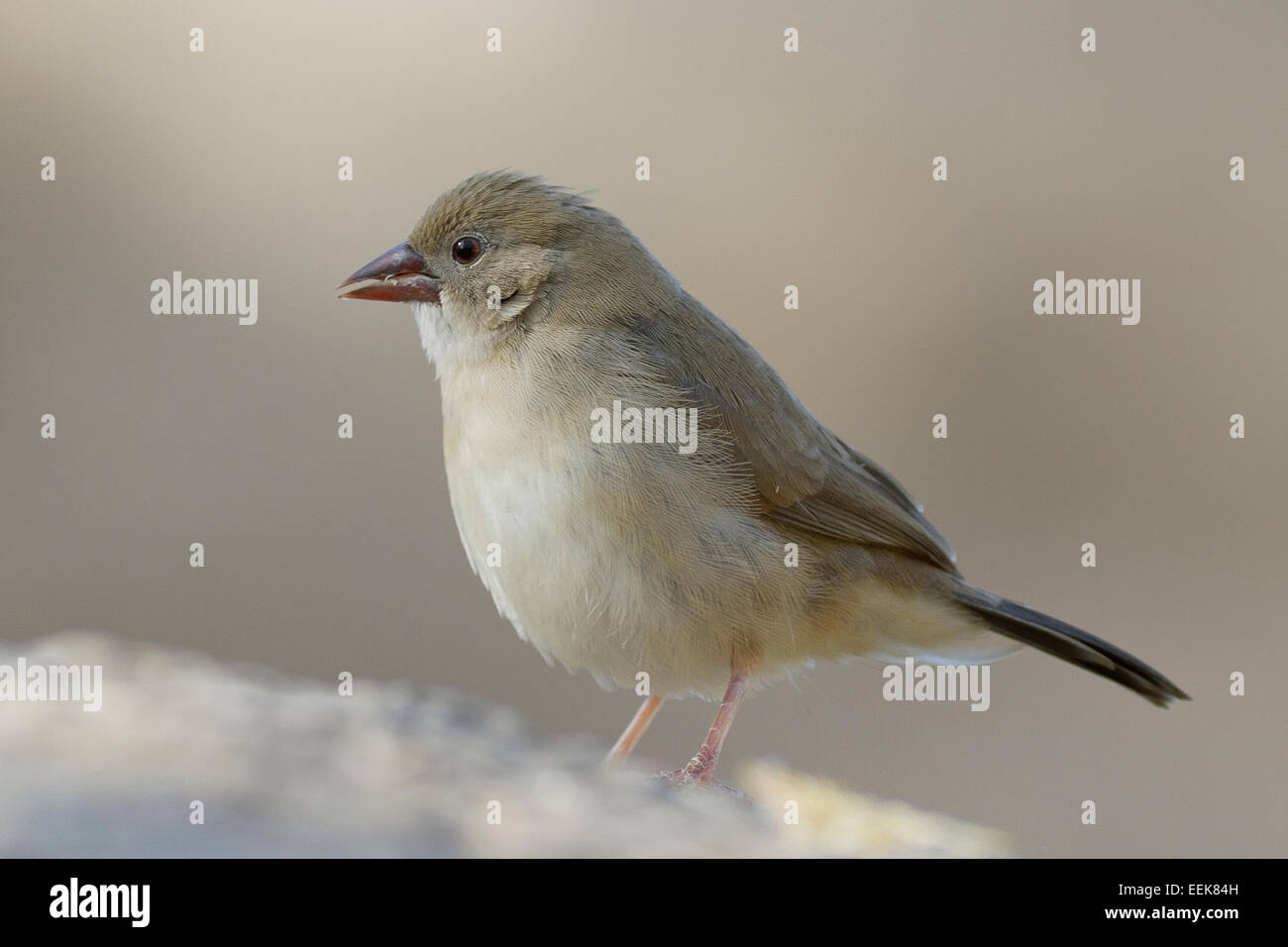 Green avadavat or Green munia (Amandava formosa Stock Photo - Alamy