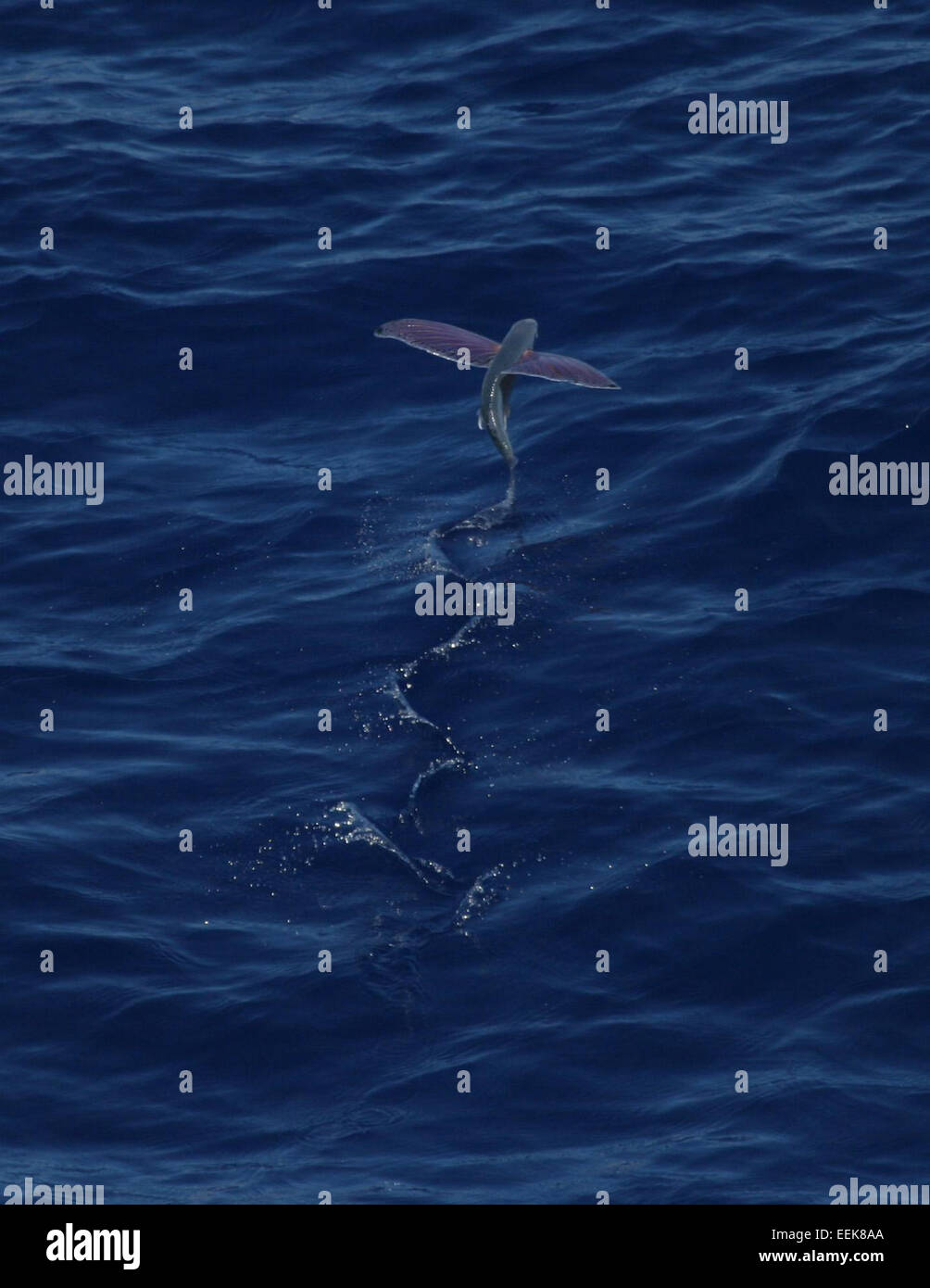 The Pink-wing flying fish is a species known for its distinctive pink ...