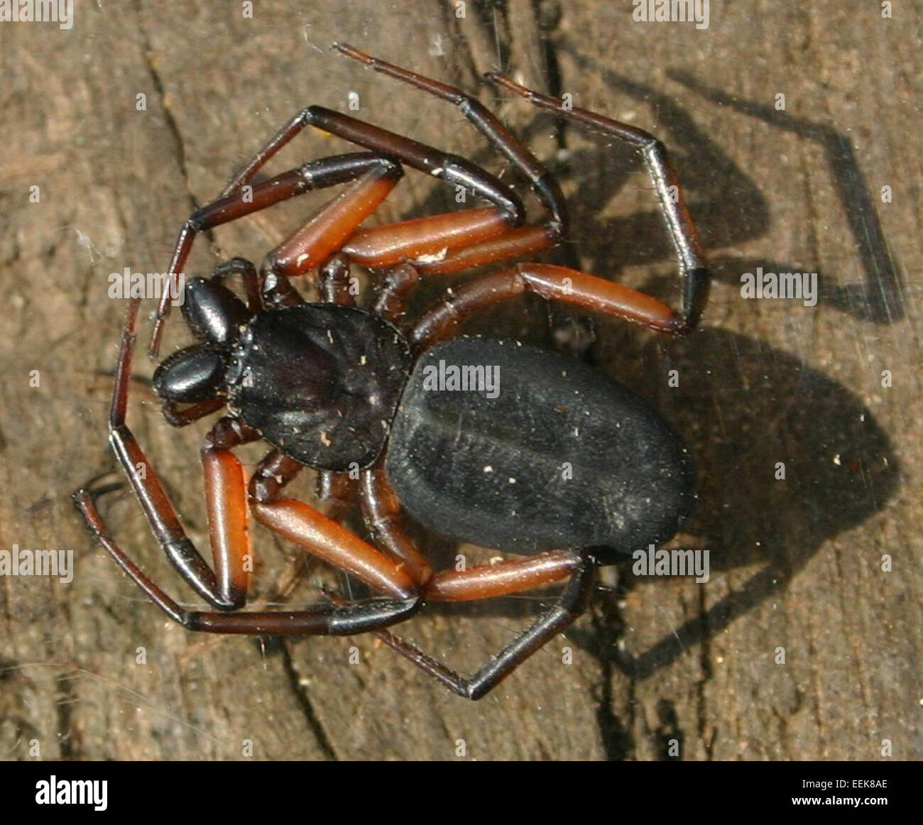 Platyoides hi-res stock photography and images - Alamy