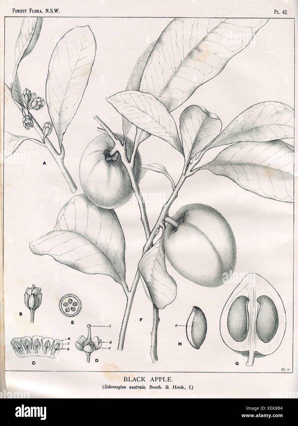 Pouteria australis, hi-res stock photography and images - Alamy