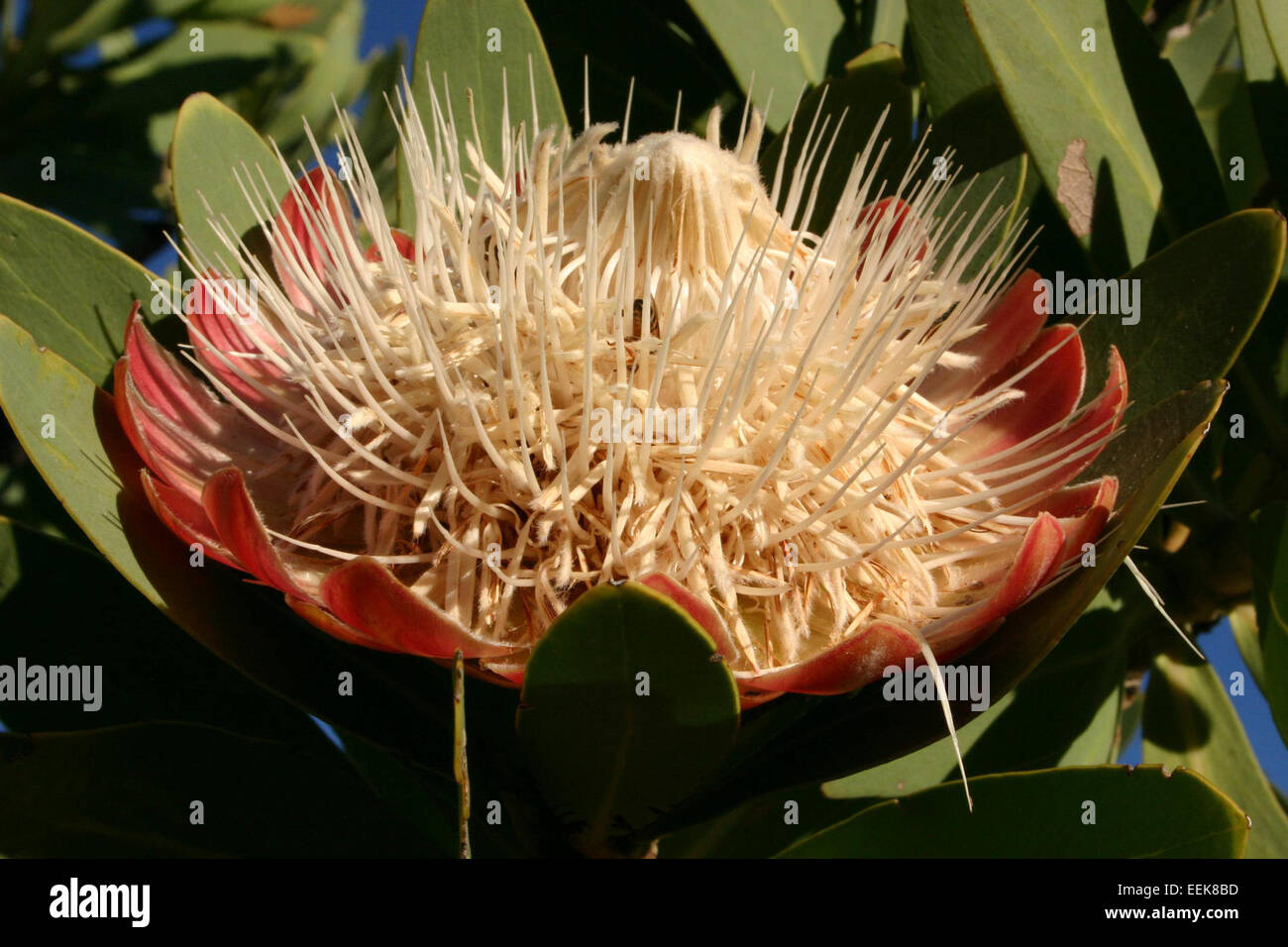 Protea caffra, also known as the Eastern Cape sugarbush, is a flowering ...