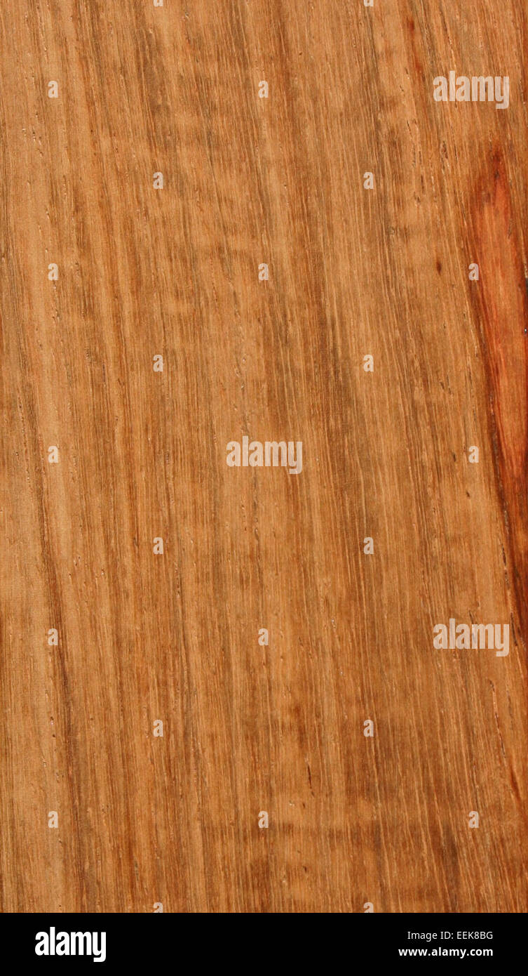 Pterocarpus angolensis, commonly known as African teak, is a hardwood ...