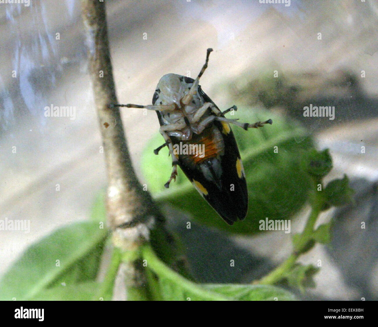 Feeds primarily on insects hi-res stock photography and images - Alamy