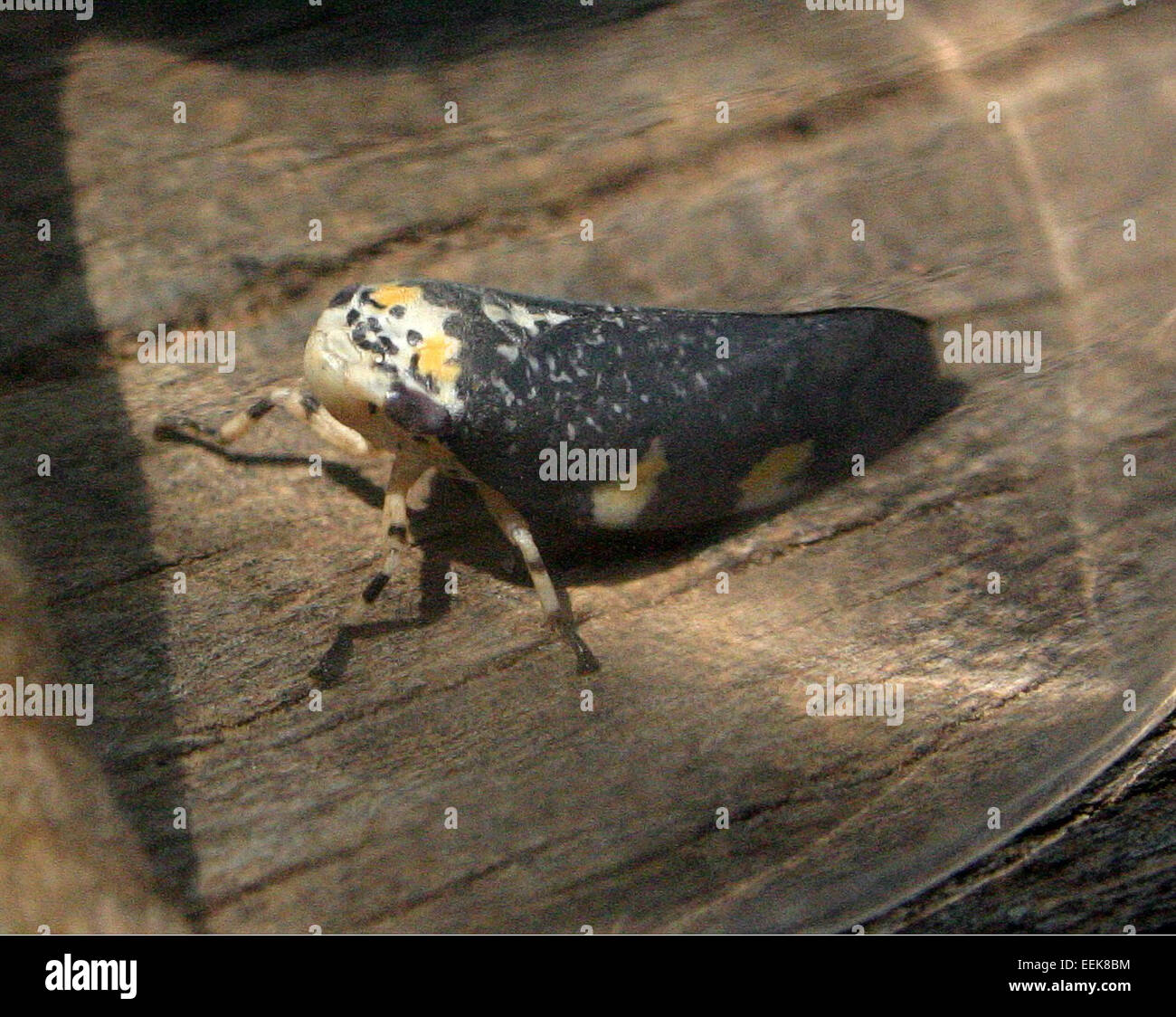Various hardwood species hi-res stock photography and images - Alamy