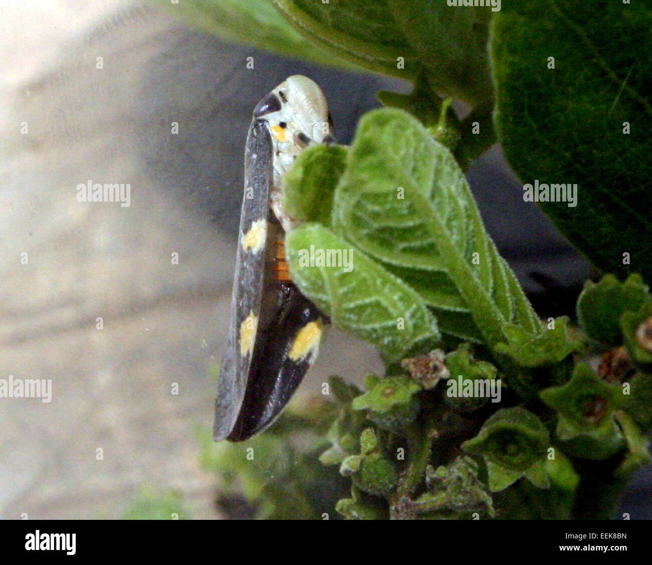 Primarily beetles hi-res stock photography and images - Alamy