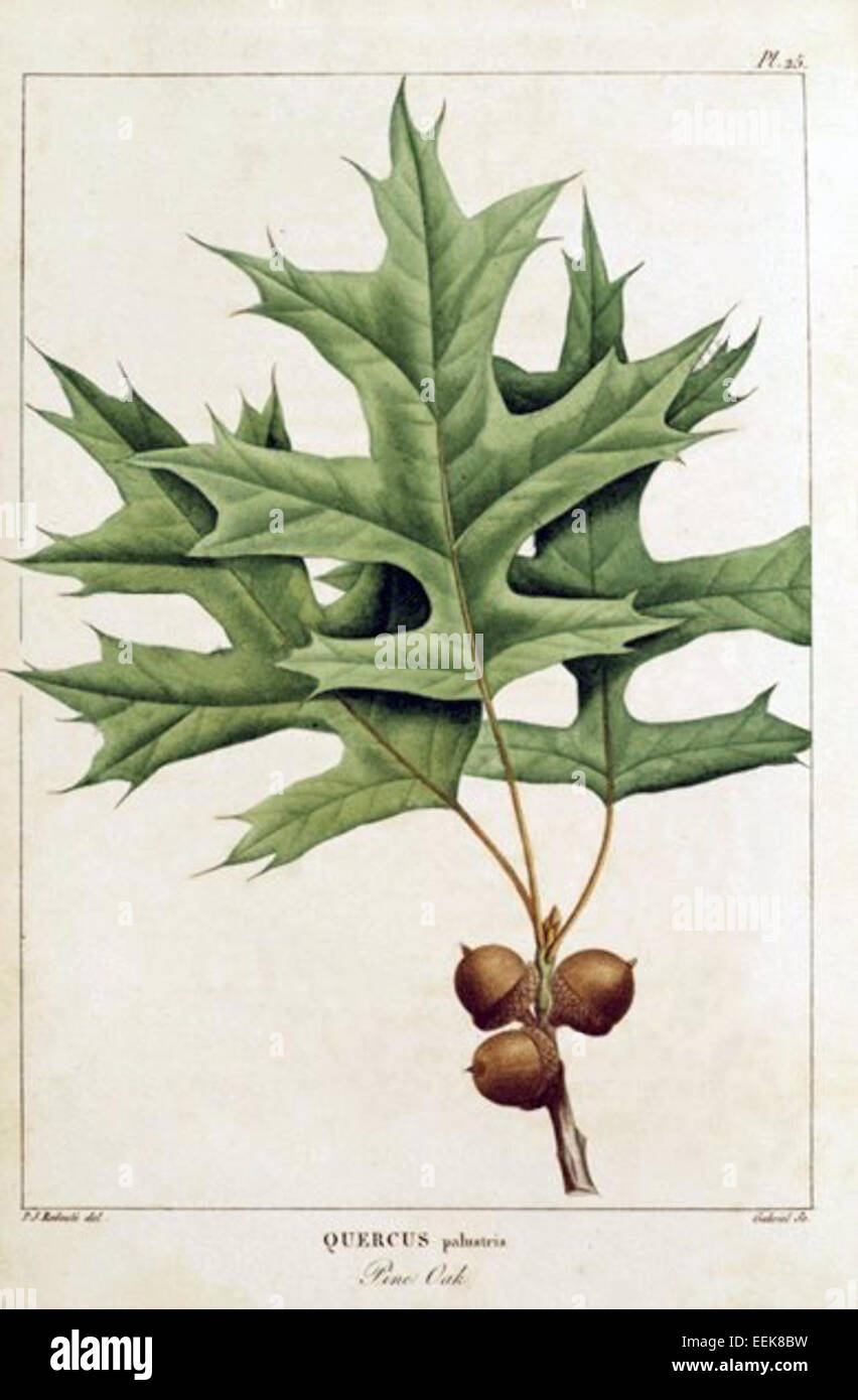 Quercus palustris, also known as the pin oak, is an oak species ...