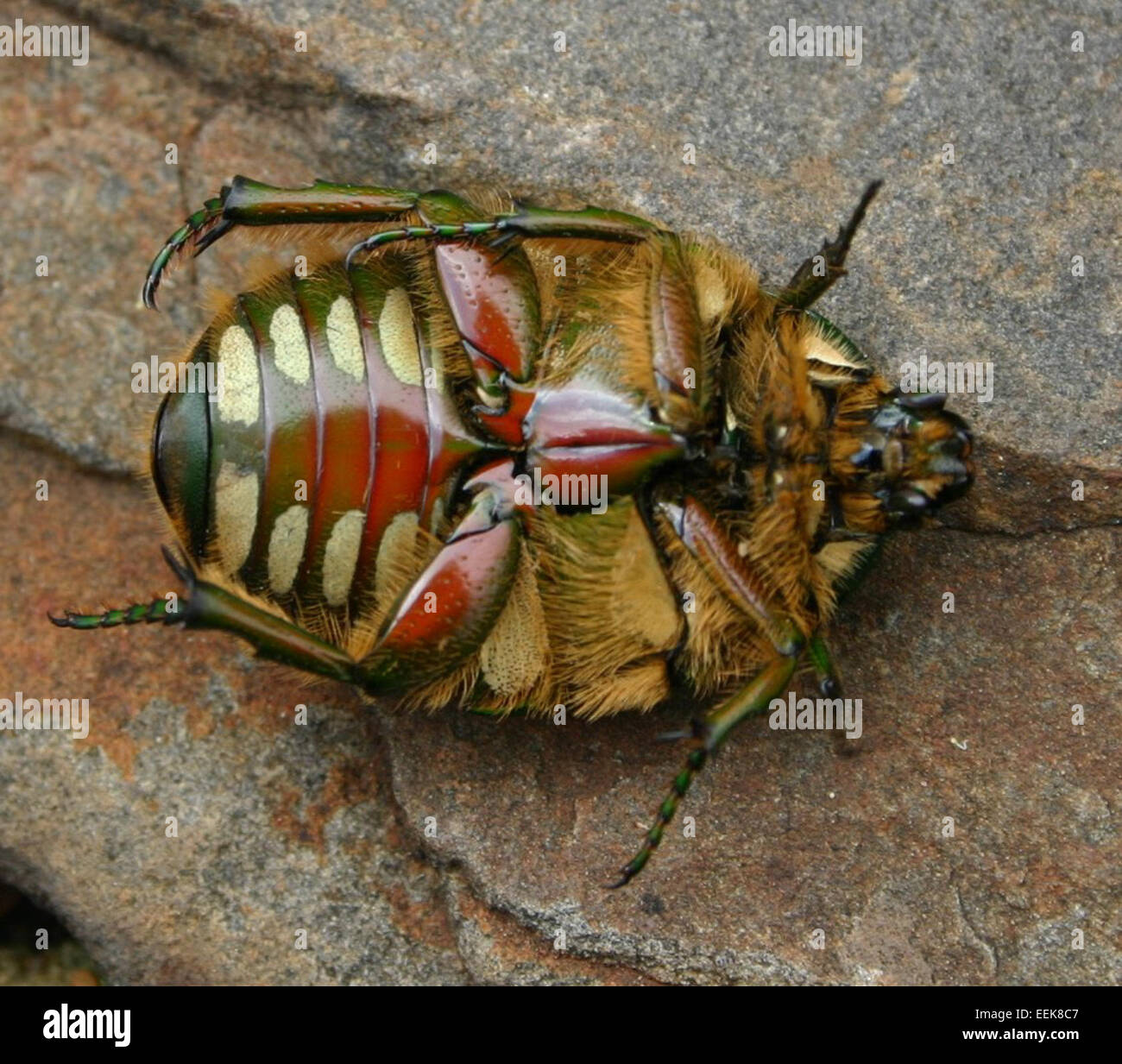 Aulica hi-res stock photography and images - Alamy