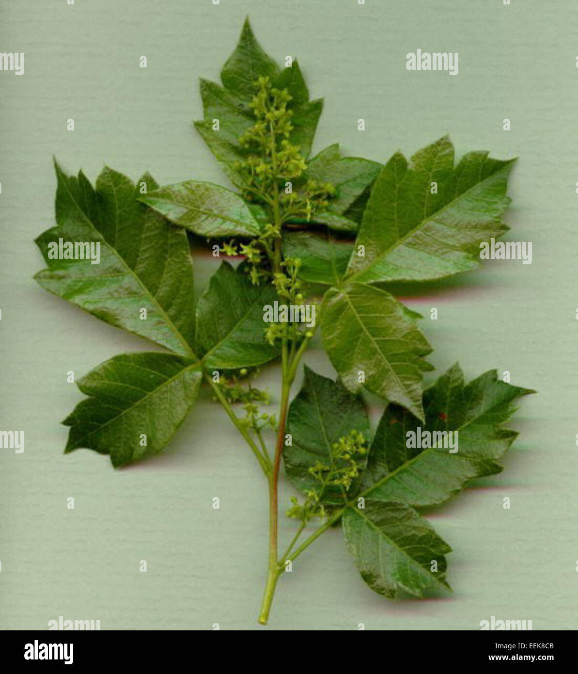 Rhus dentata, commonly known as the toothed sumac, is a species of ...