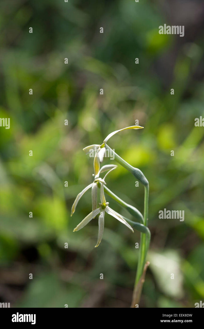 Spanish daffodil hi-res stock photography and images - Alamy