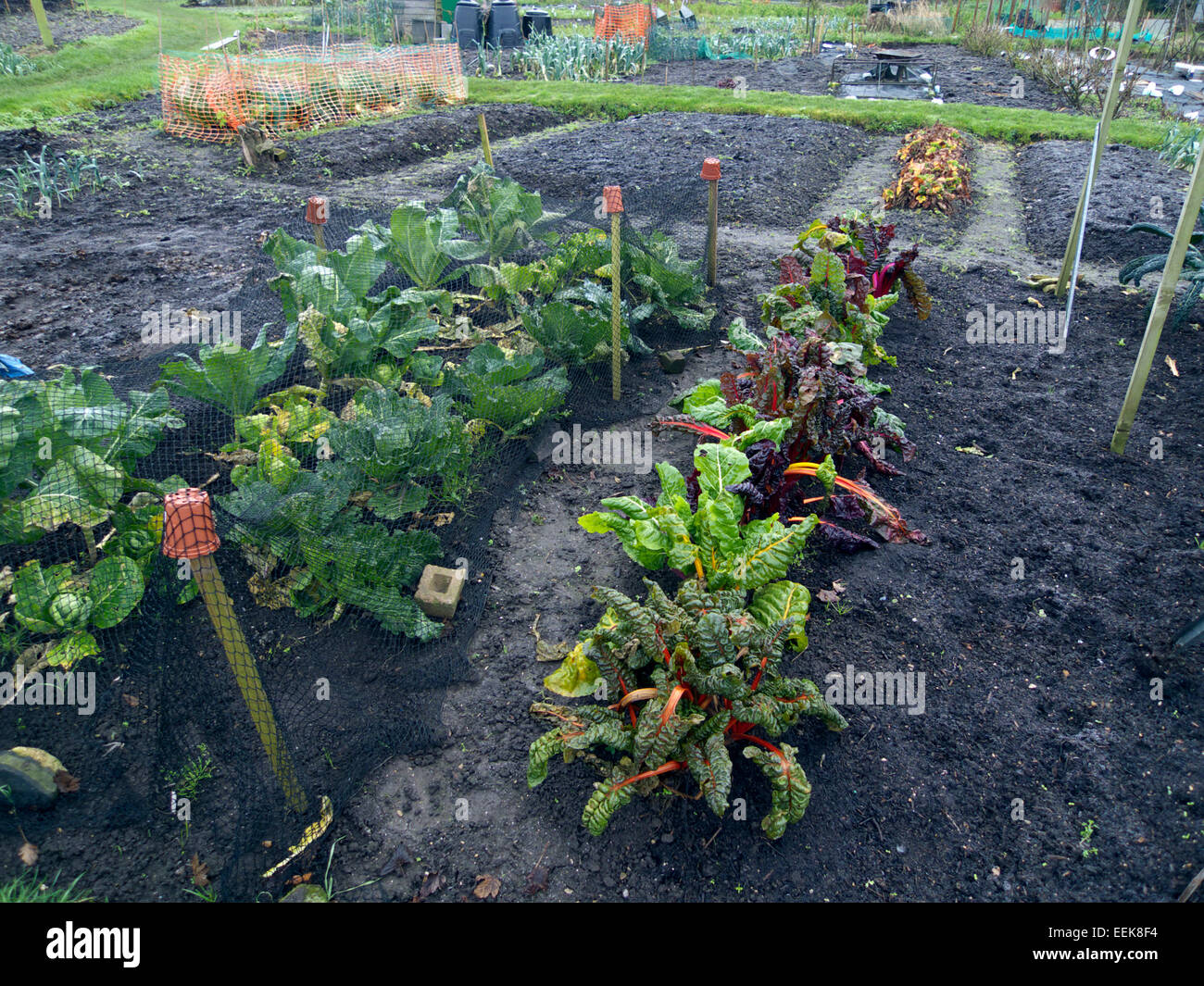 Swiss chard on winter allotment, Cambridge, England, UK Stock Photo - Alamy