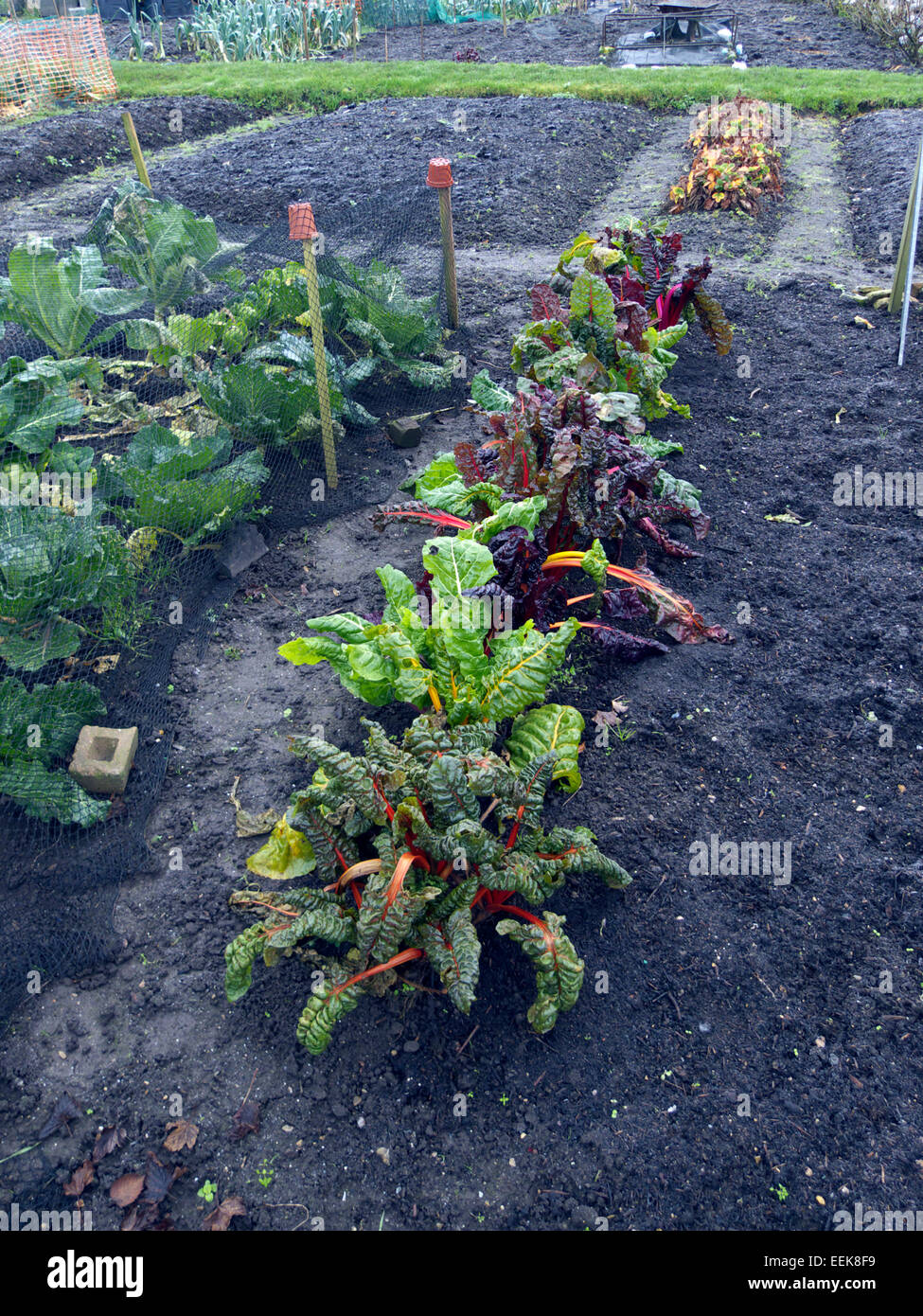 Swiss chard on an allotment hi-res stock photography and images - Alamy