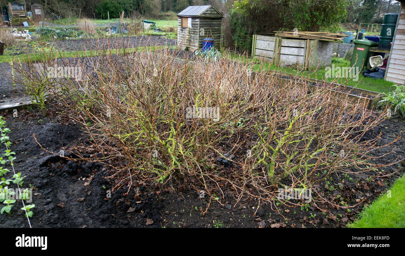 Allotment fruit bushes hi-res stock photography and images - Alamy