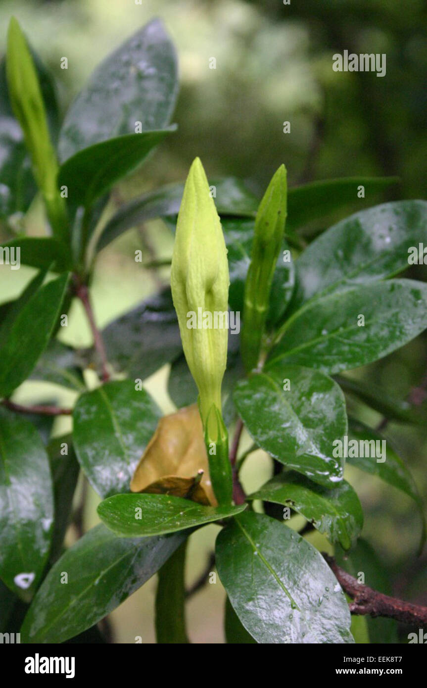 Rothmannia capensis is a flowering plant species native to southern ...