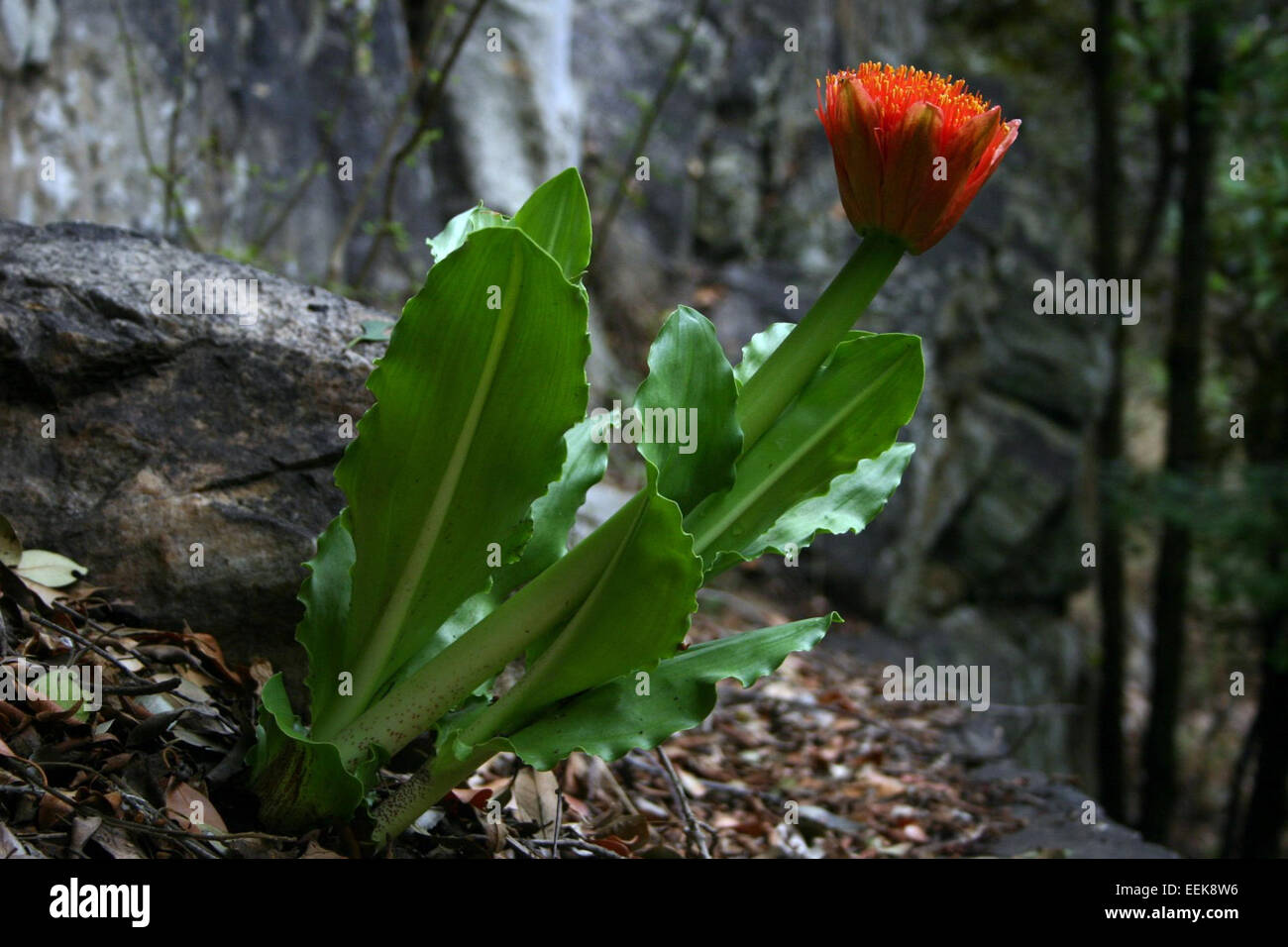 Scadoxus puniceus, also known as the blood lily, is a striking ...