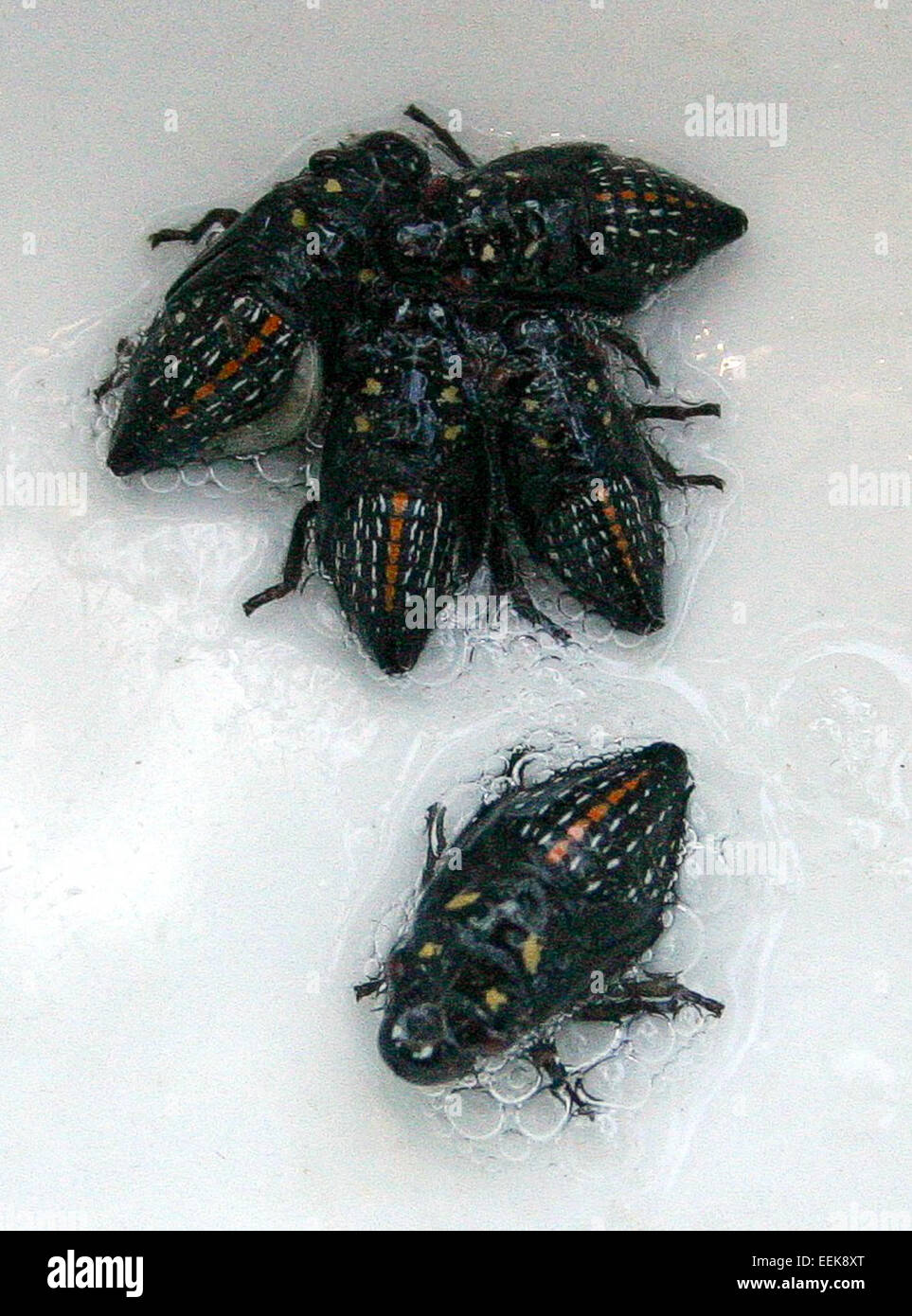 Spittlebugs are small insects belonging to the family Cercopidae, known ...