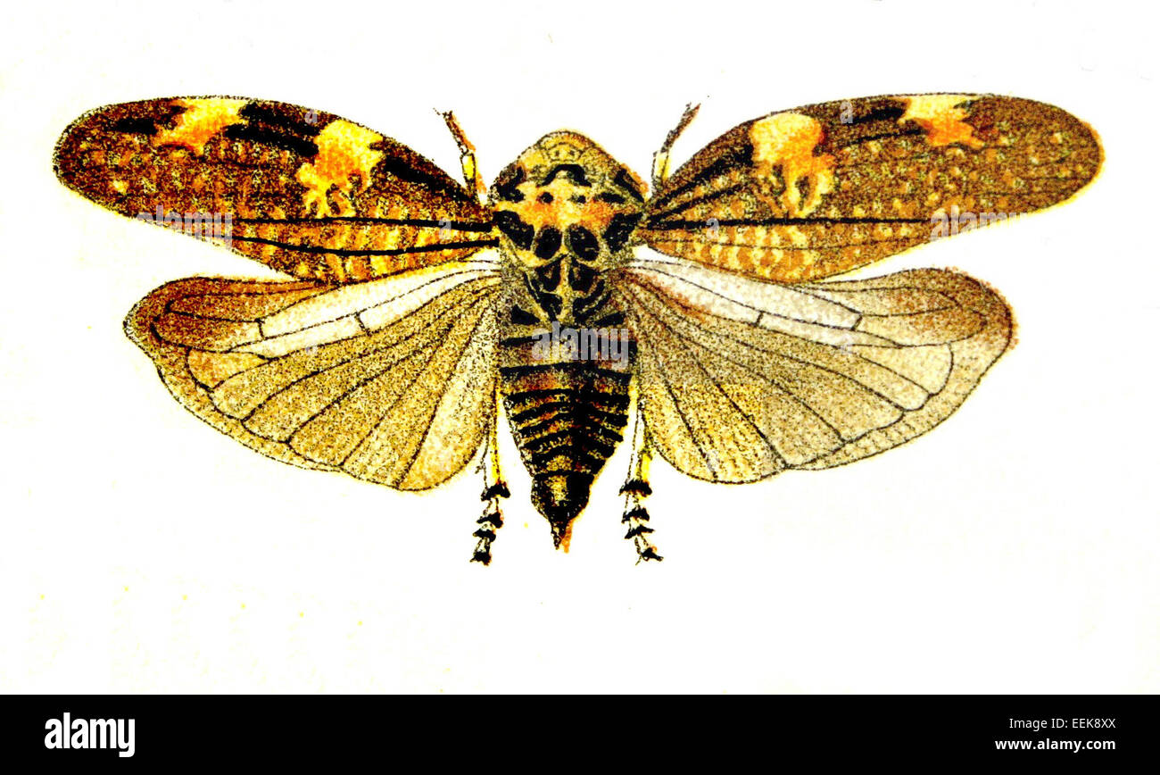 Spittlebugs are insects known for the frothy foam they produce, which ...