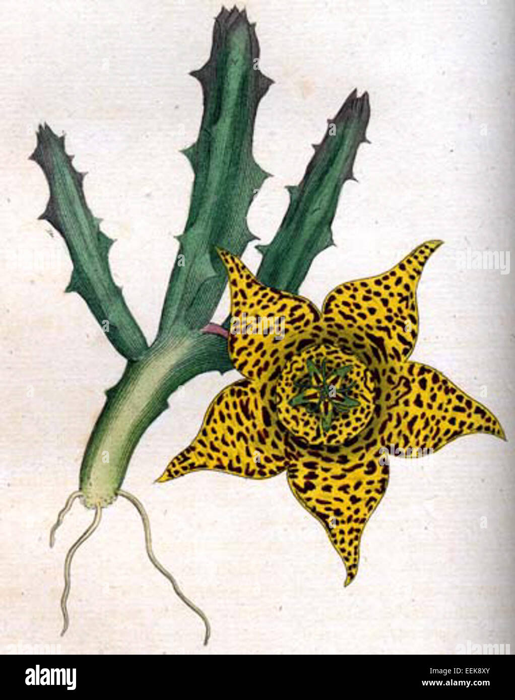 Stapelia variegata, commonly known as the carrion flower, is a species ...