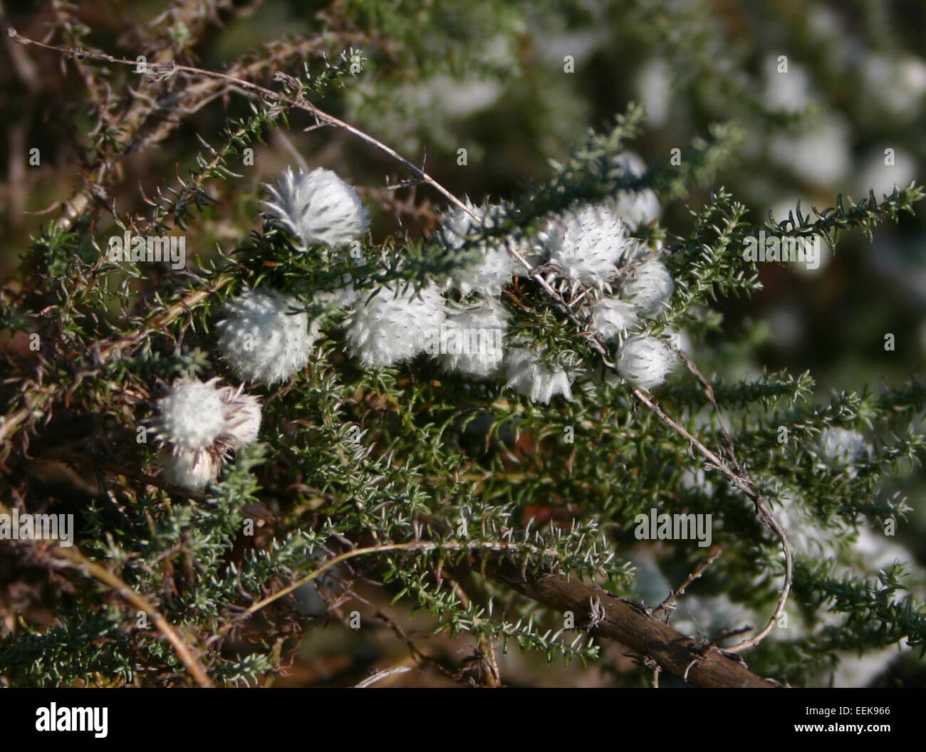 Stoebe vulgaris hi-res stock photography and images - Alamy
